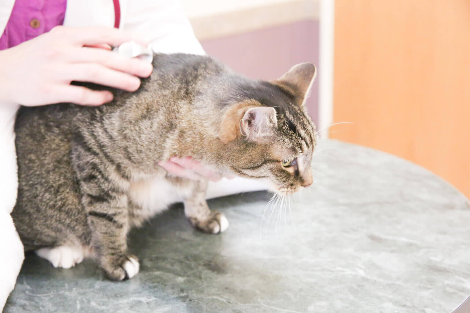 Sick Pet Care - Cat and Dog Hospital of Portland